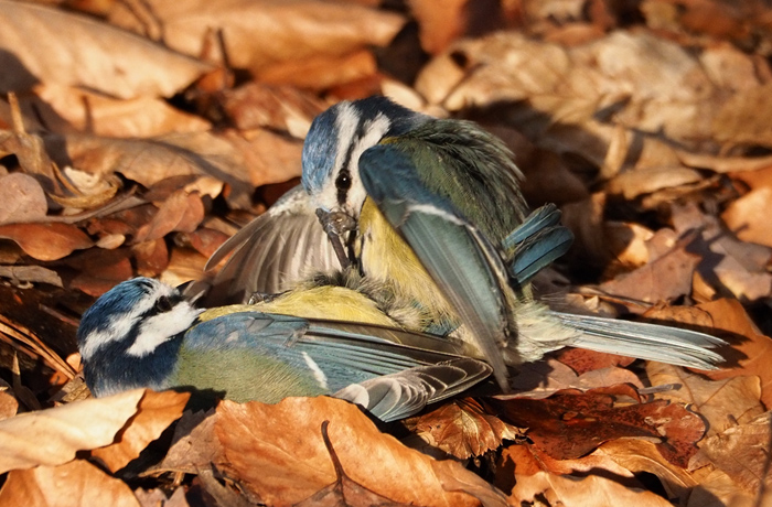 Feinde Der Blaumeise
