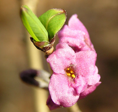 Gewöhnlicher Seidelbast, Daphne mezereum