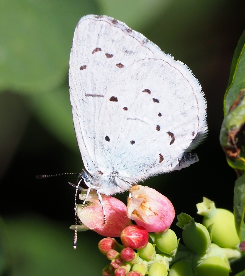 Faulbaum-Bläuling, Celestrina argiolus
