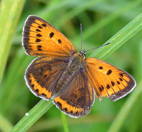 Großer Feuerfalter, Lycaena dispar