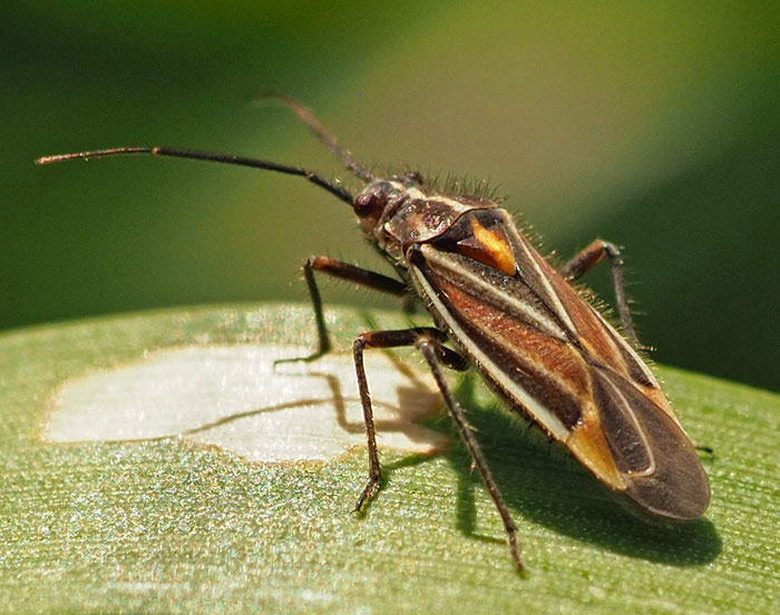 Affodill-Weichwanze, Horistus orientalis