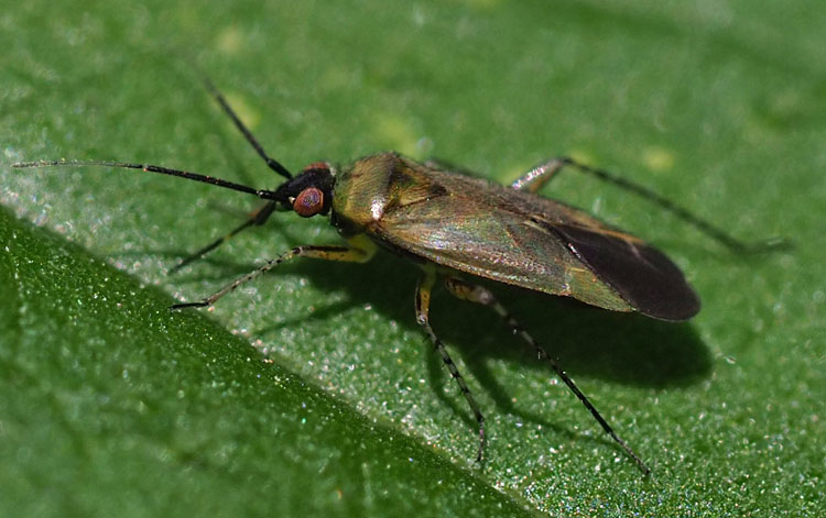 Braunschwarze Nesselweichwanze, Plagiognathus arbustorum