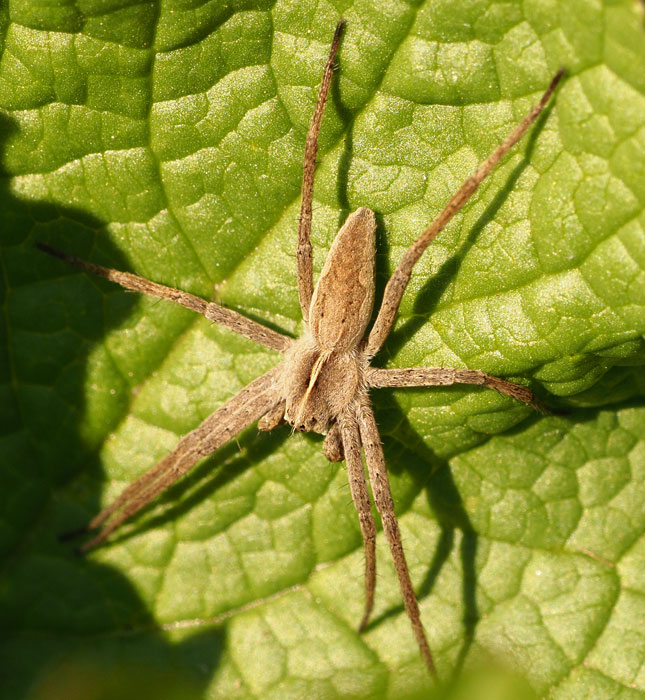 Listspinne, Pisaura mirabilis